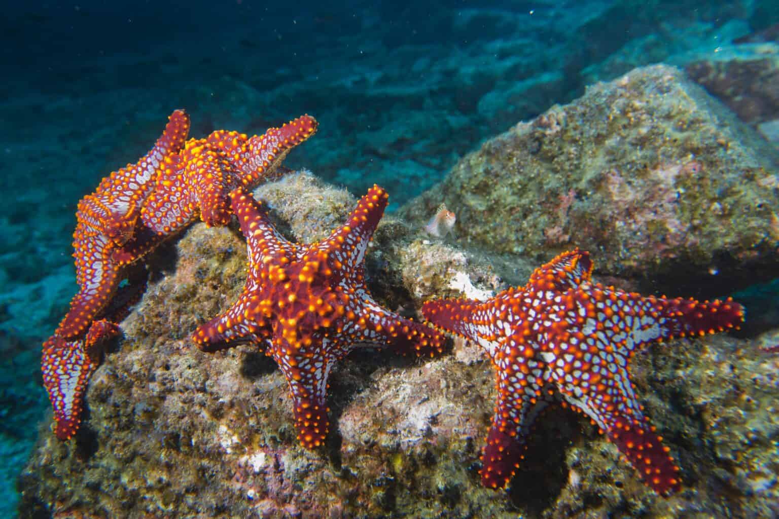 Can You Eat Starfish? - What Does It Taste Like?
