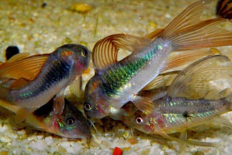 Emerald Cory Catfish: Species Profile, Facts & Pictures
