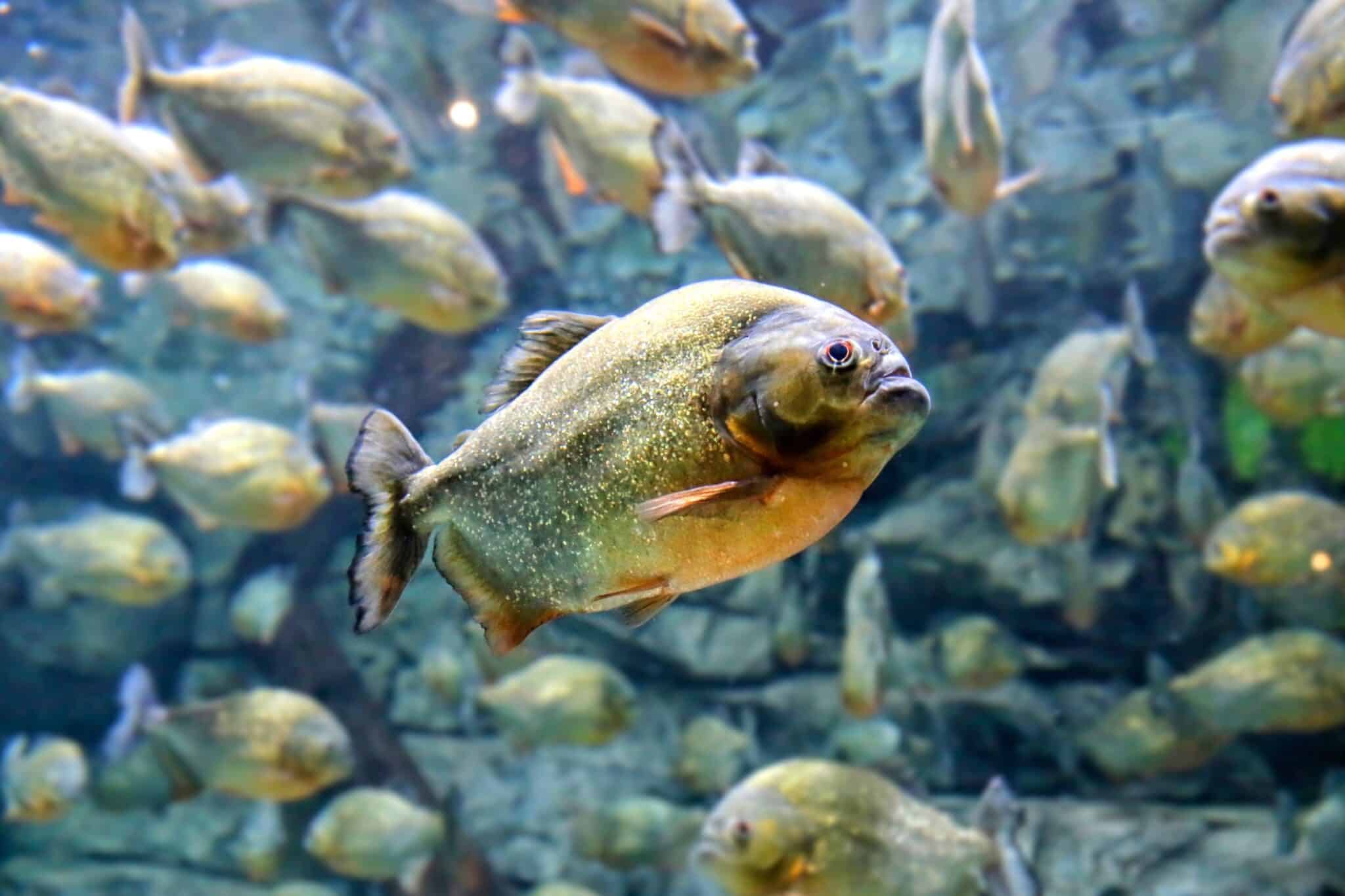 12 Types of Piranhas for Your Aquarium