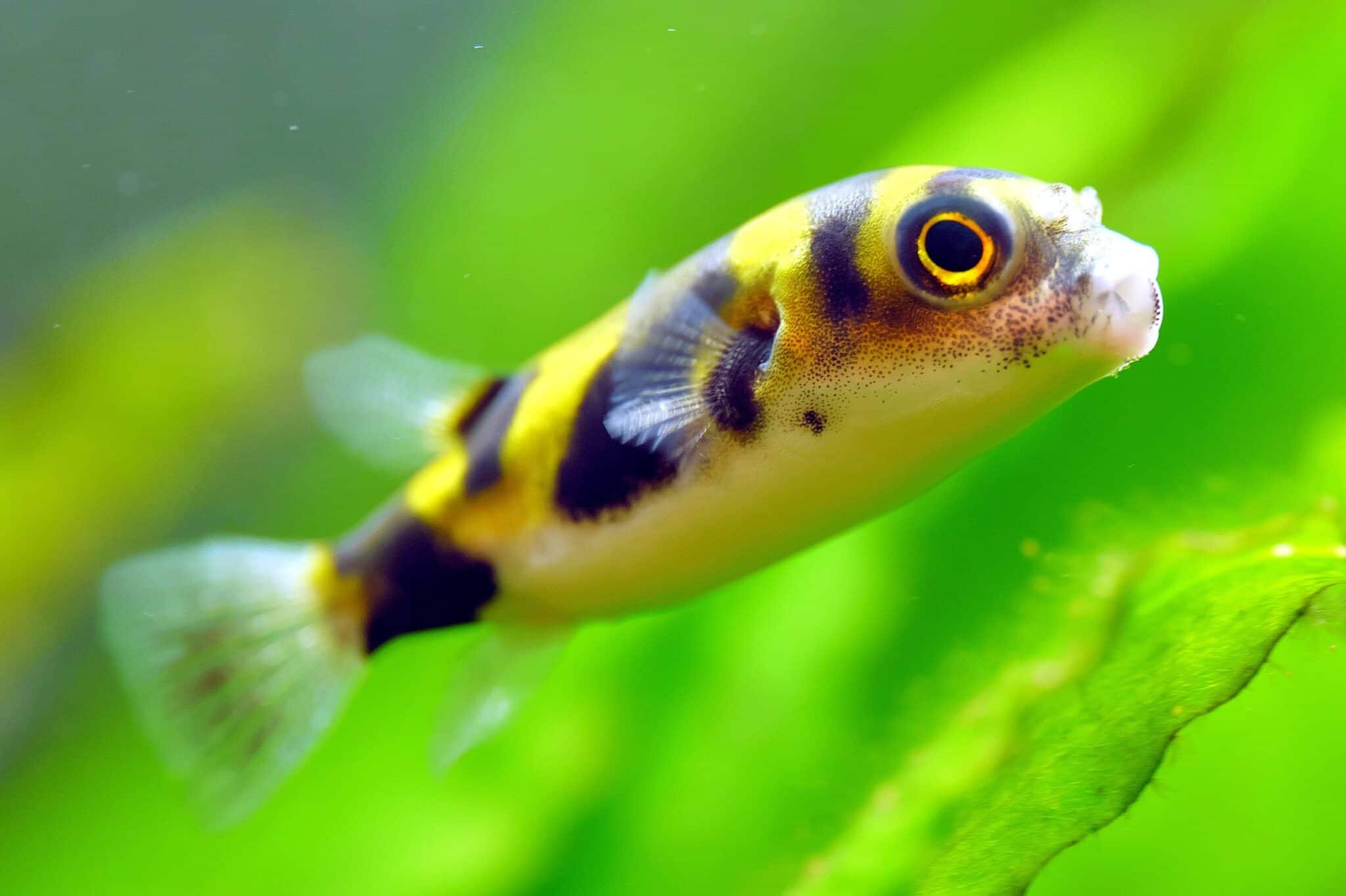 31 Best Schooling Fish for Your Aquarium
