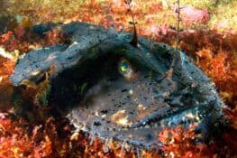 17 Types of Fish From Finding Nemo