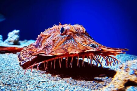 27 Most Popular Types of Fish With Legs