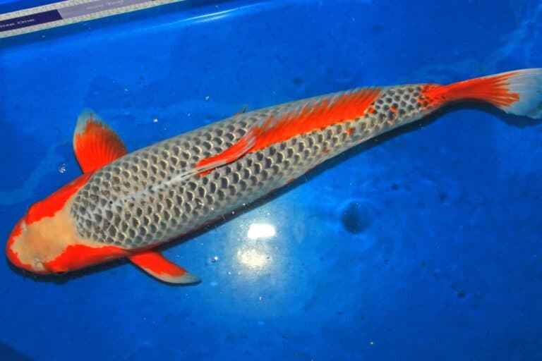 10 Most Expensive Types of Koi Fish