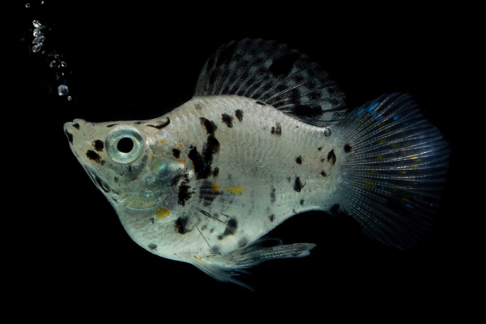 Dalmatian Molly: Species Profile, Facts & Pictures