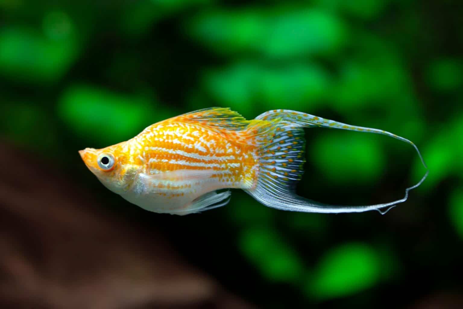 Lyretail Molly: Species Profile, Care Guide & Pictures