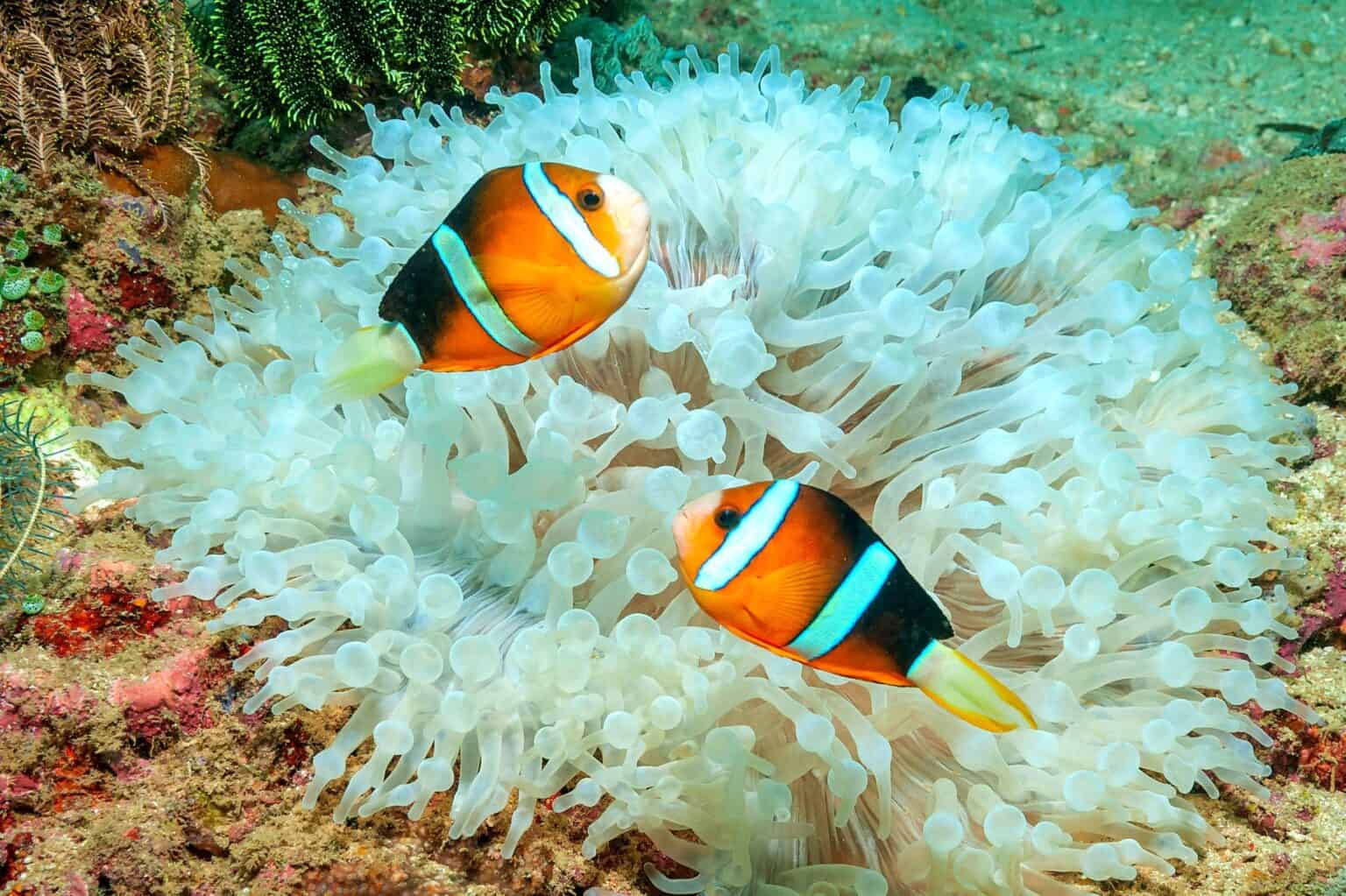 Where Do Clownfish Live? - Clownfish Habitat & Facts