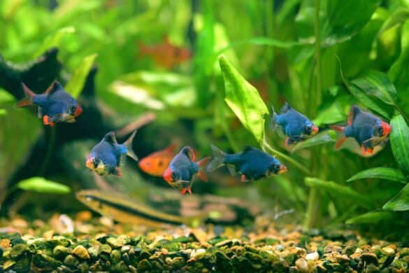 31 Best Schooling Fish for Your Aquarium