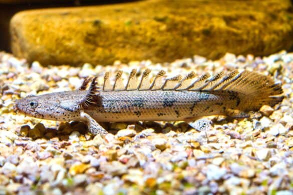 27 Most Popular Types of Fish With Legs