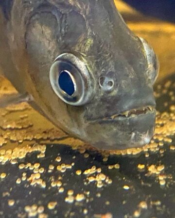 12 Types of Piranhas for Your Aquarium