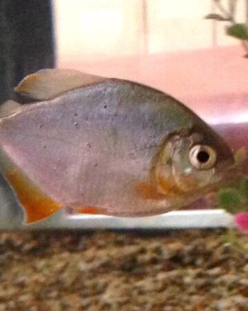 12 Types of Piranhas for Your Aquarium