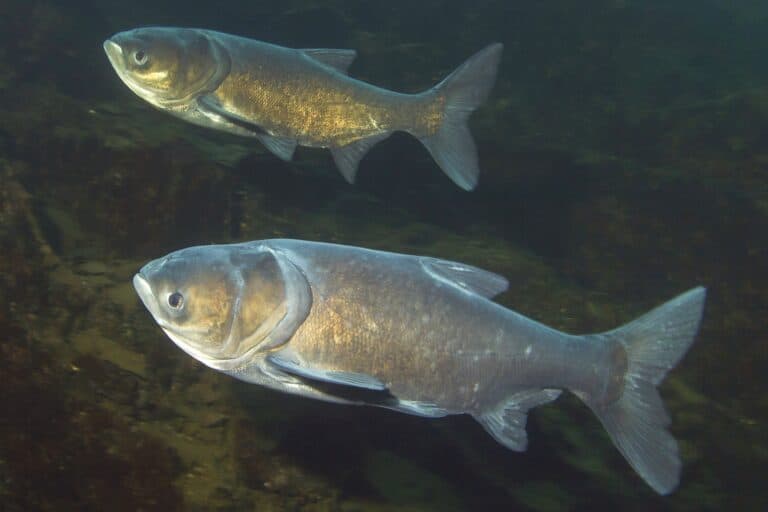 24 Most Popular Types of Carp