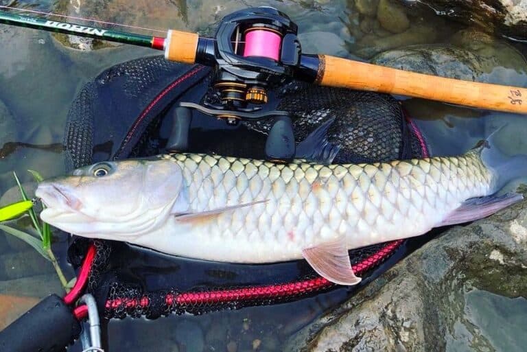 24 Most Popular Types of Carp