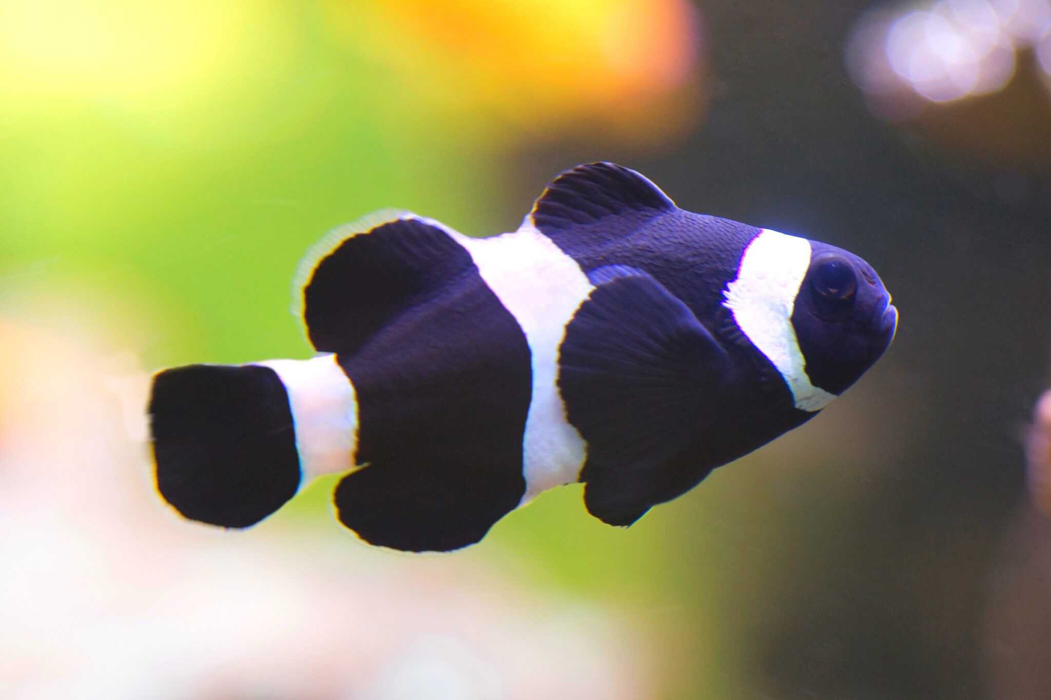 Black Ocellaris Clownfish: Species Profile & Pictures