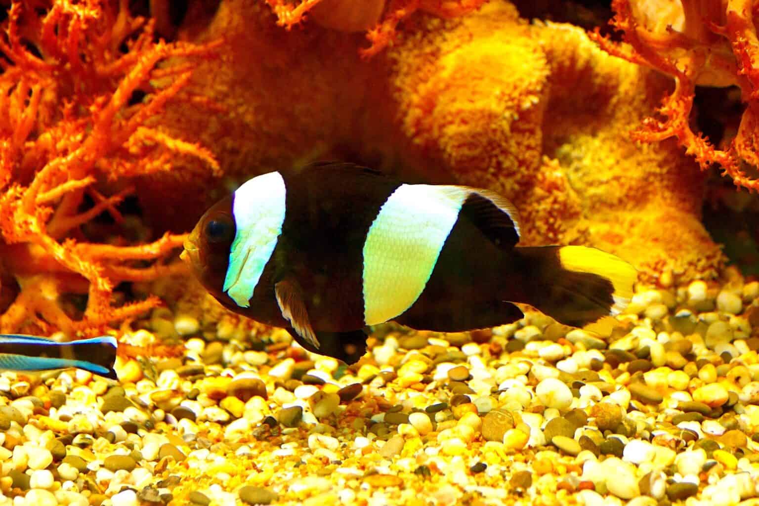 Black Ocellaris Clownfish: Species Profile & Pictures