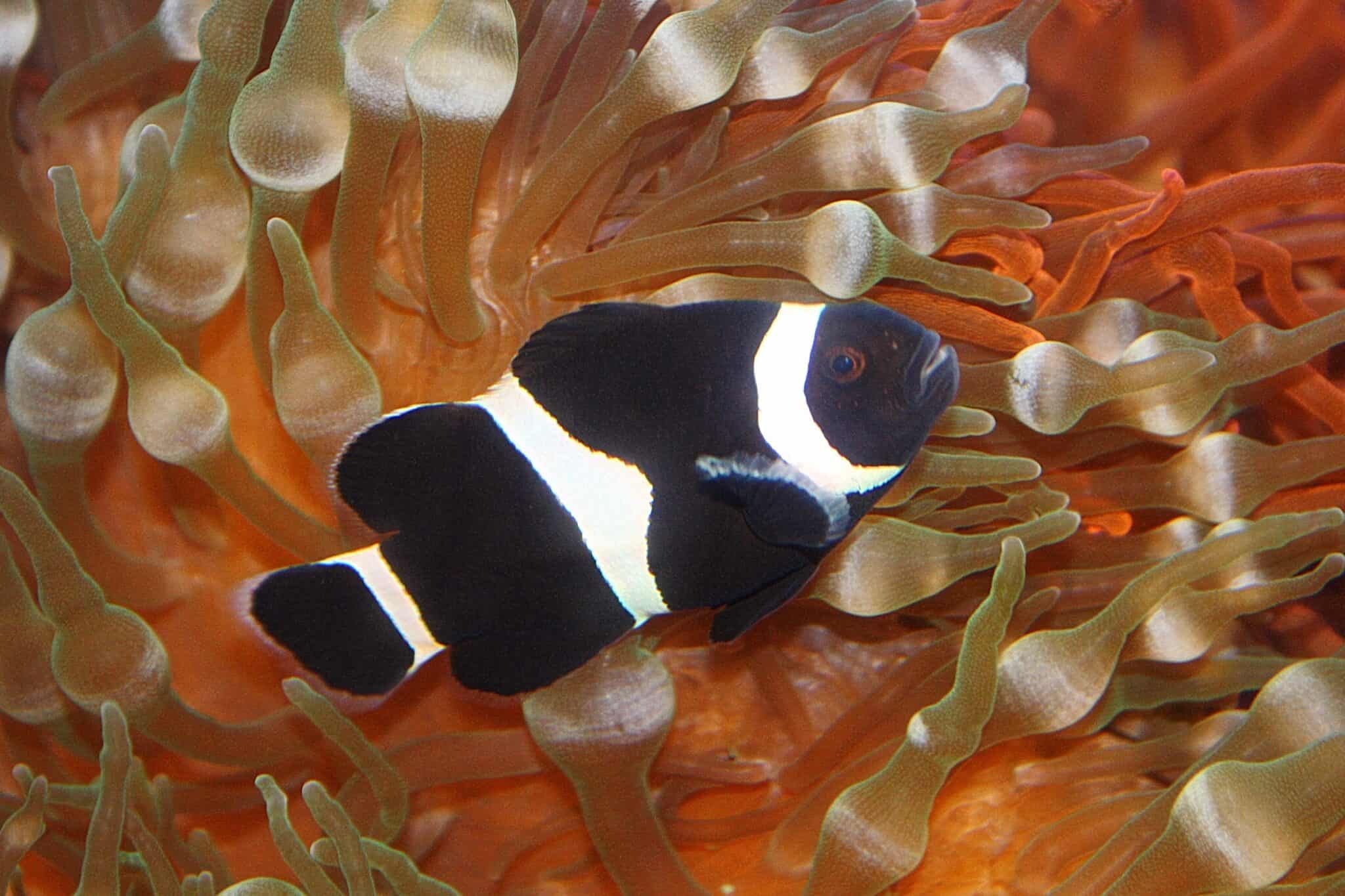 Black Ocellaris Clownfish: Species Profile & Pictures