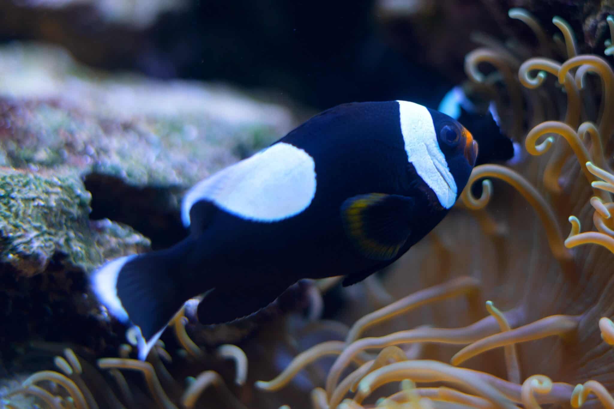 Black Ocellaris Clownfish: Species Profile & Pictures