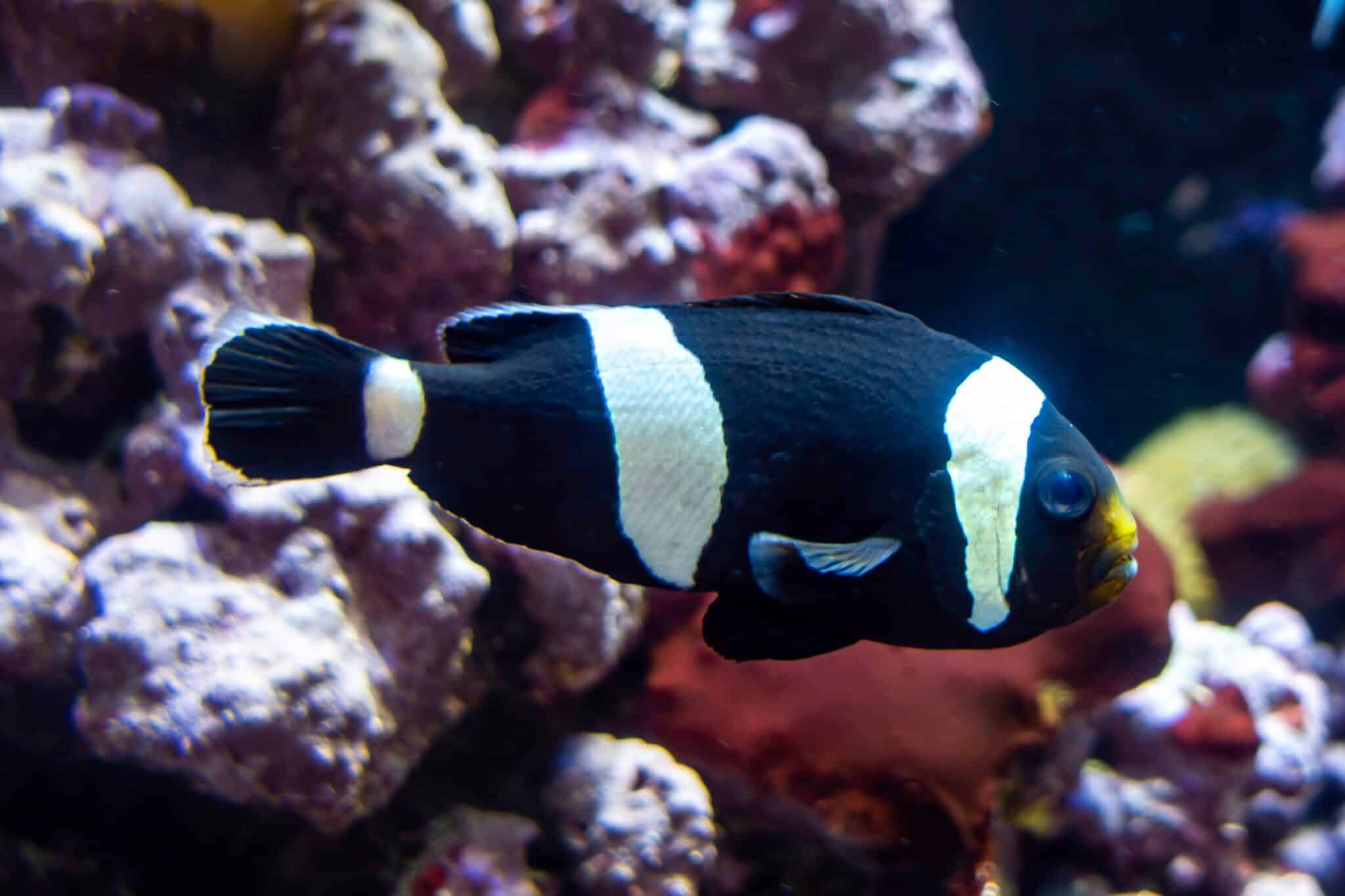 Black Ocellaris Clownfish: Species Profile & Pictures