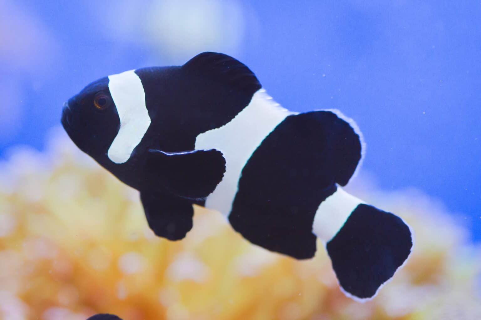 Black Ocellaris Clownfish: Species Profile & Pictures