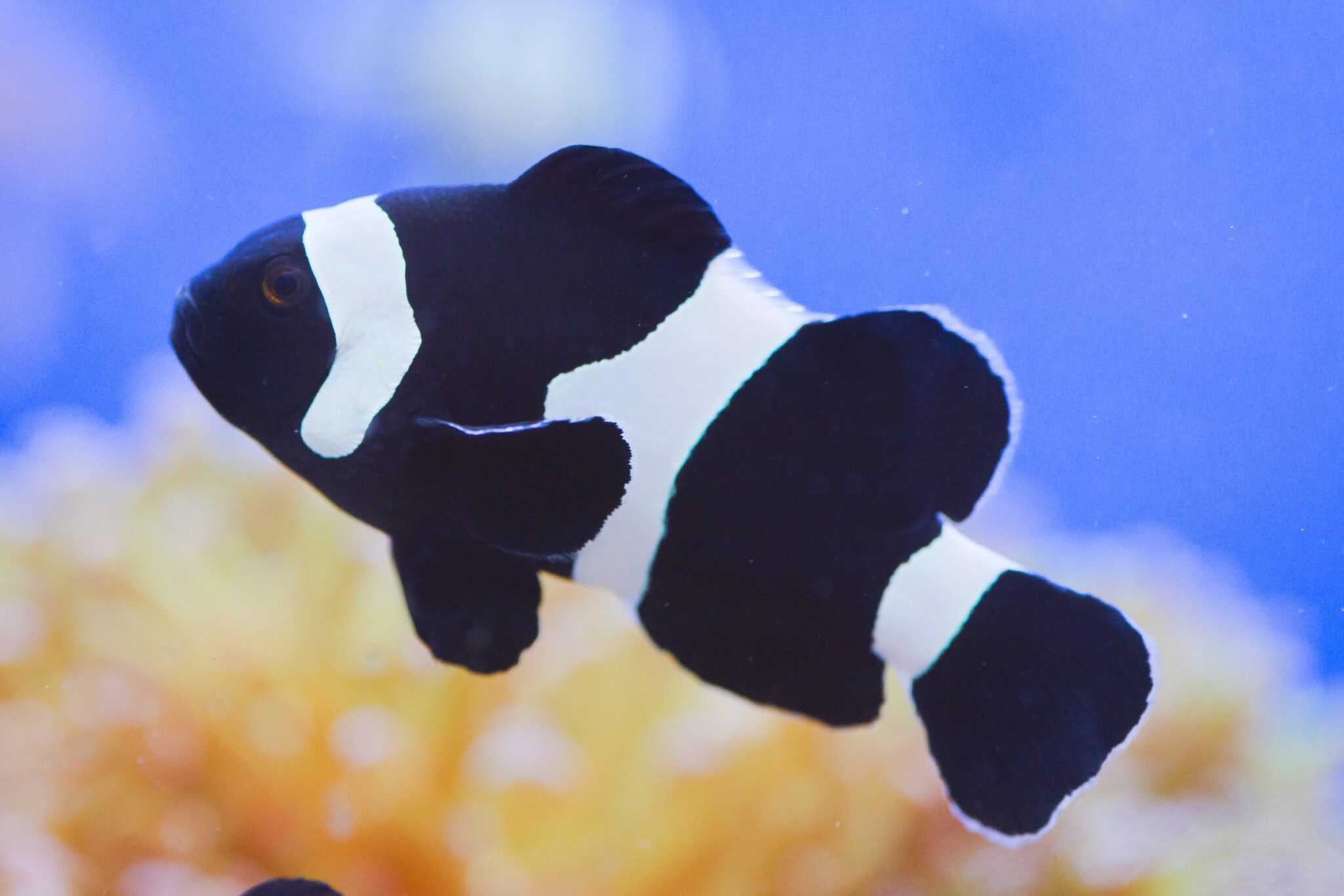 Black Ocellaris Clownfish: Species Profile & Pictures