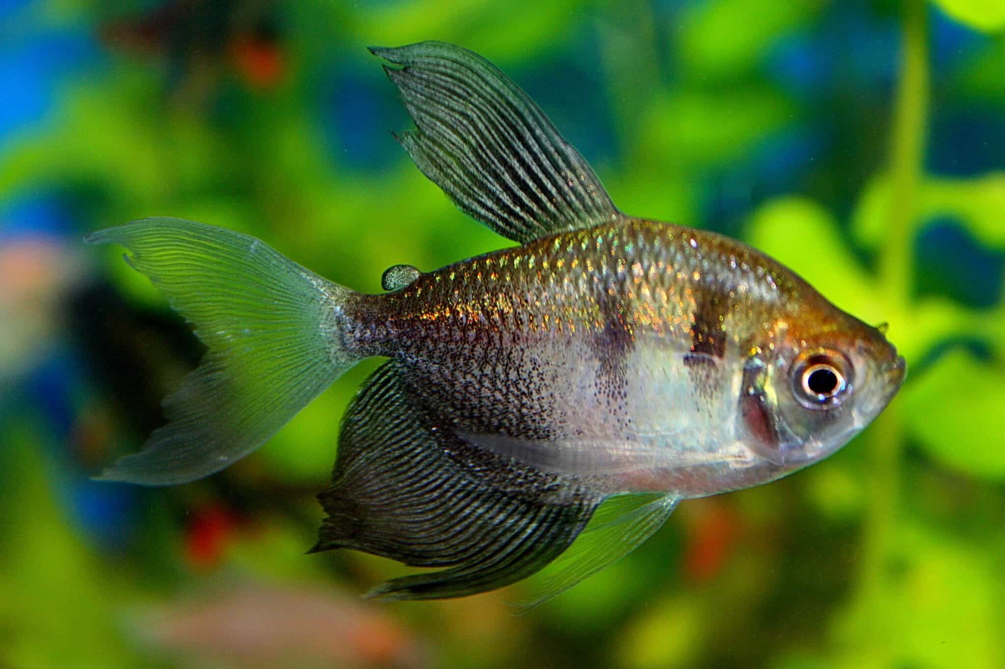 31 Best Schooling Fish for Your Aquarium