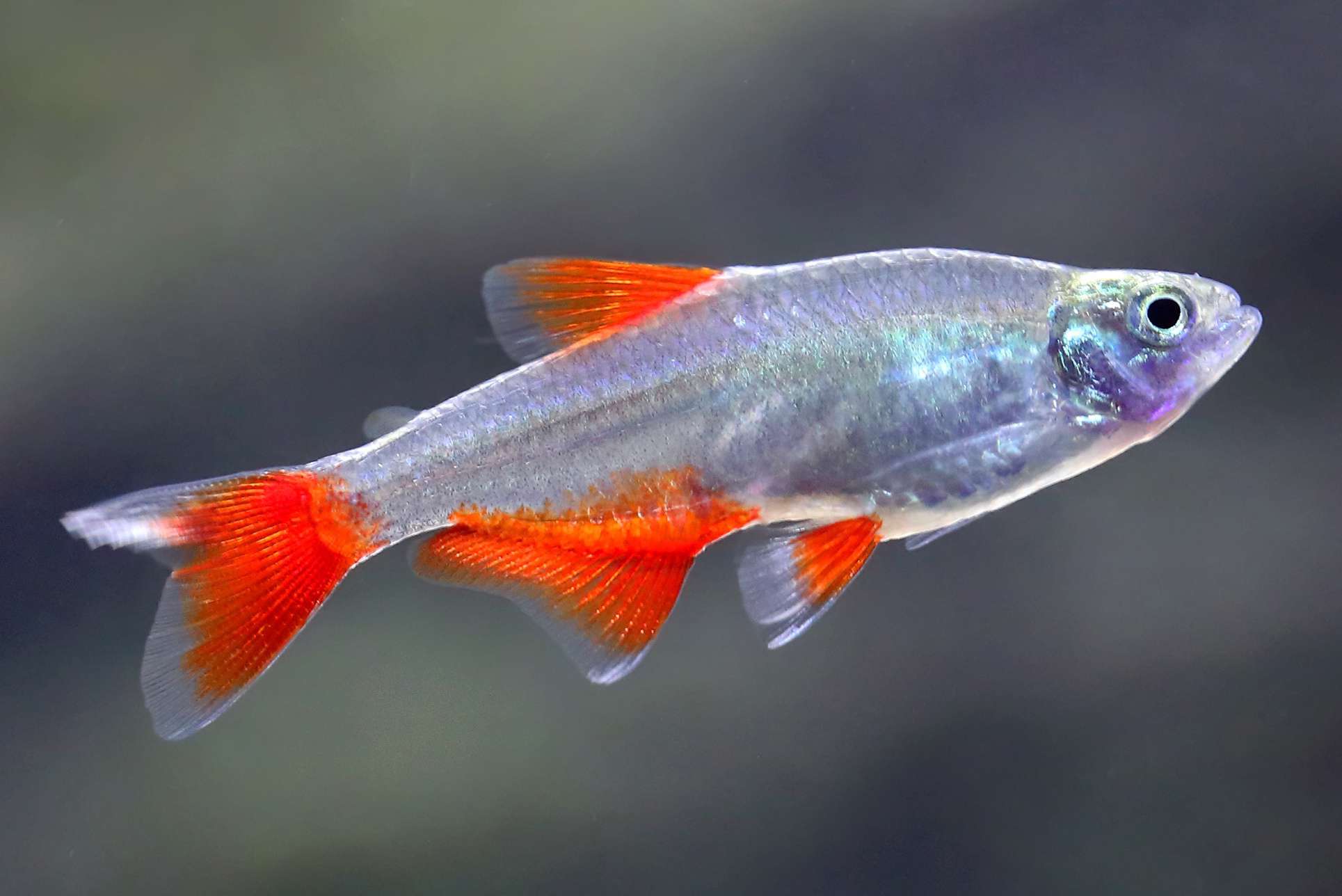 31 Best Schooling Fish for Your Aquarium