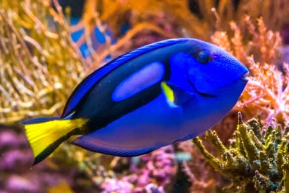 17 Types of Fish From Finding Nemo