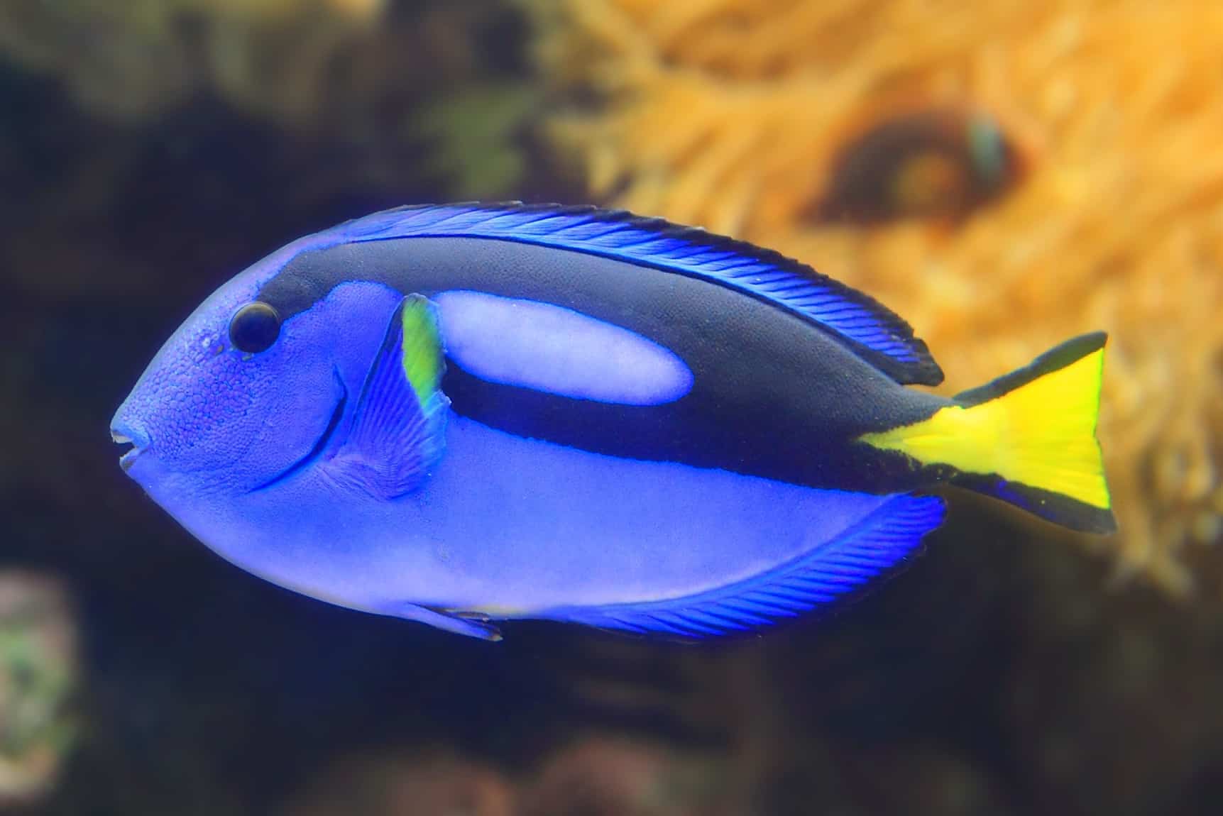 41 Most Popular Types of Saltwater Fish