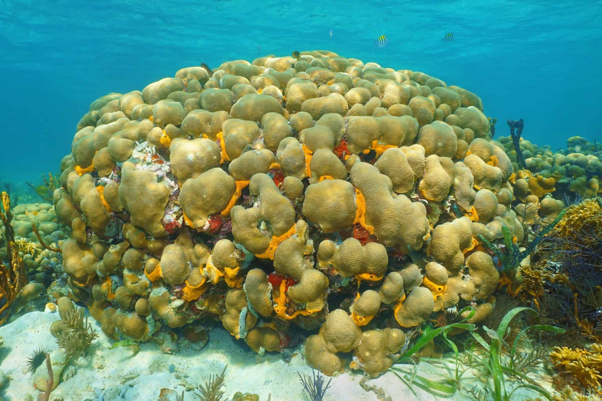 25 Different Types of Coral Species