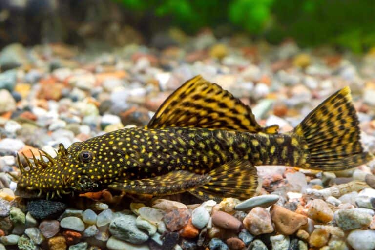 15 Types of Sucker Fish for Your Aquarium