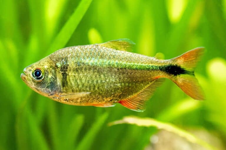 31 Best Schooling Fish for Your Aquarium