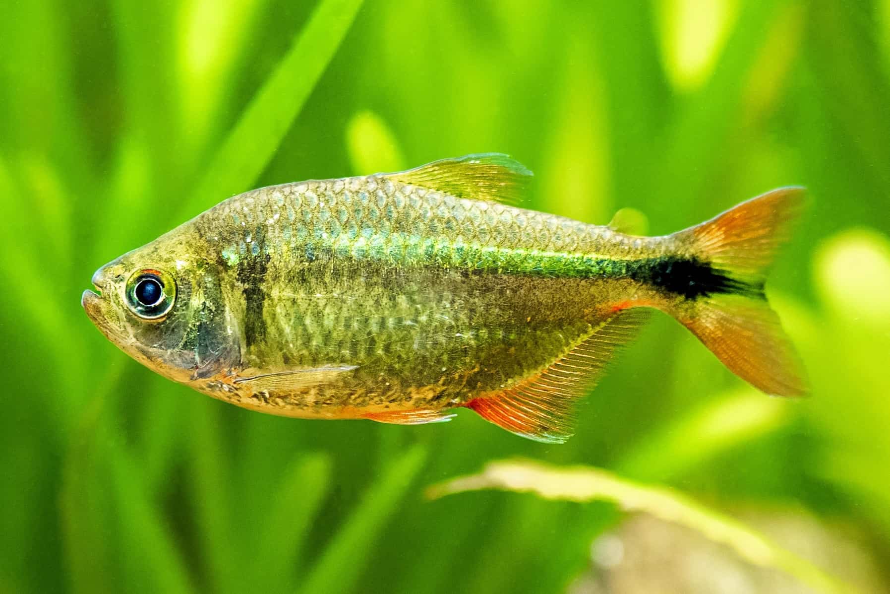 31 Best Schooling Fish for Your Aquarium