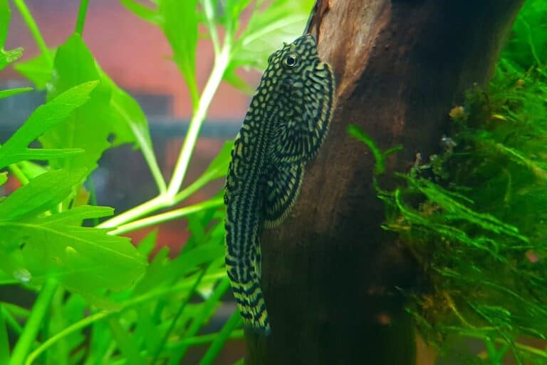 15 Types of Sucker Fish for Your Aquarium