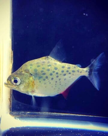 12 Types of Piranhas for Your Aquarium