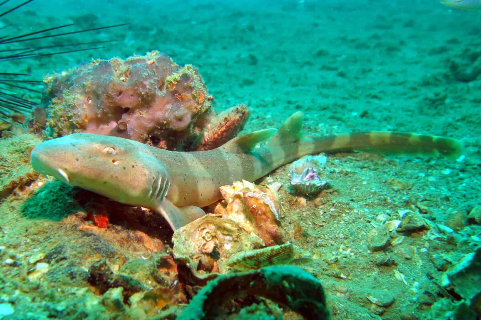 41 Most Popular Types of Saltwater Fish