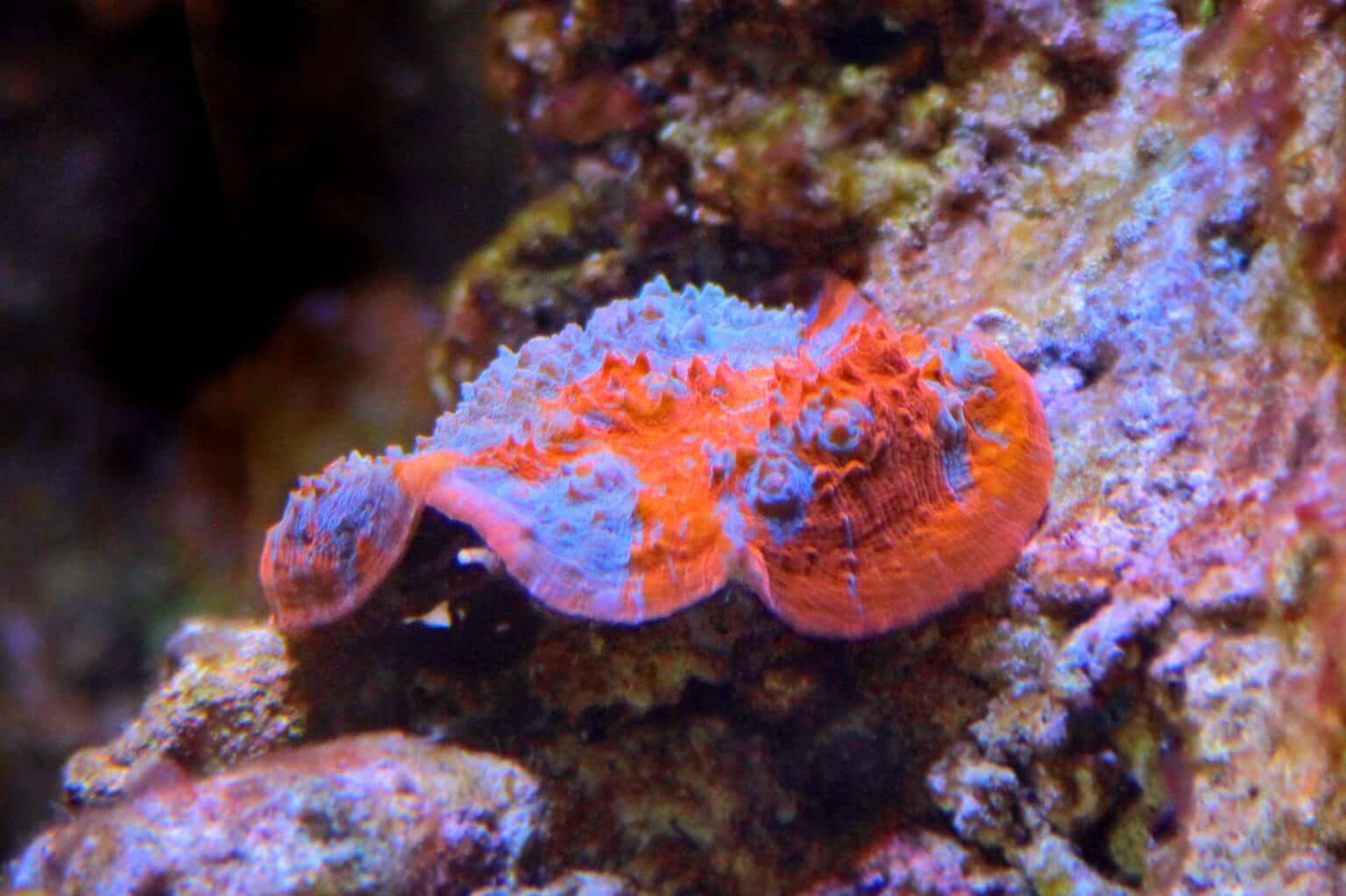 Chalice Coral Care: A Definitive Guide (With FAQs)