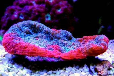 Chalice Coral Care: A Definitive Guide (With FAQs)
