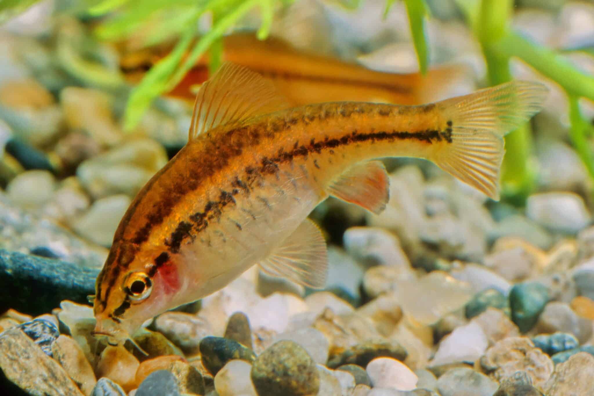 31 Best Schooling Fish for Your Aquarium