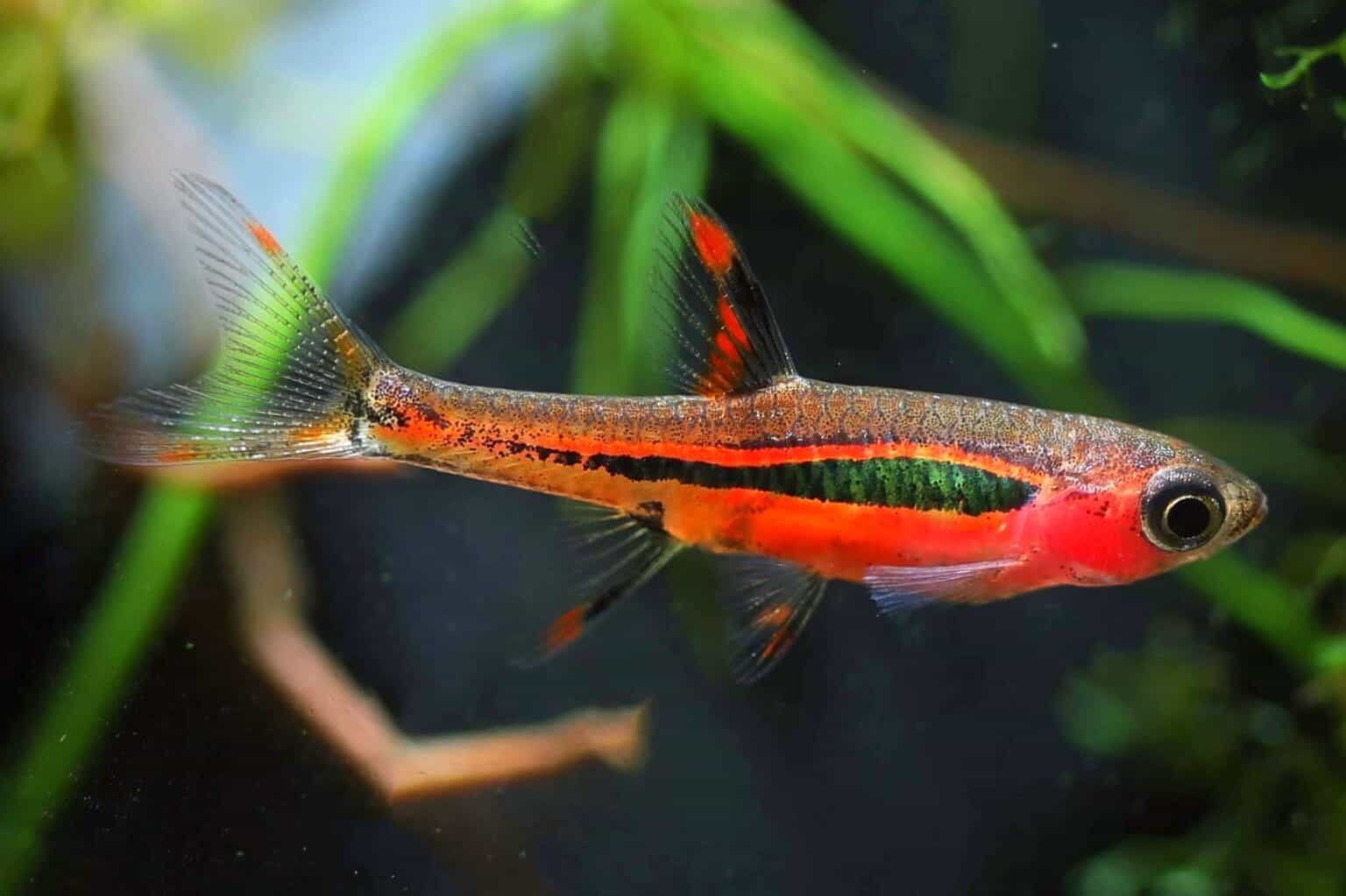 31 Best Schooling Fish for Your Aquarium