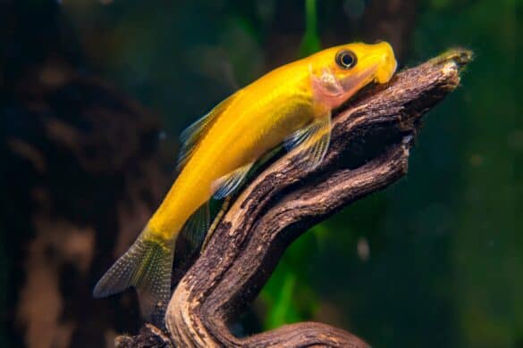 15 Types of Sucker Fish for Your Aquarium