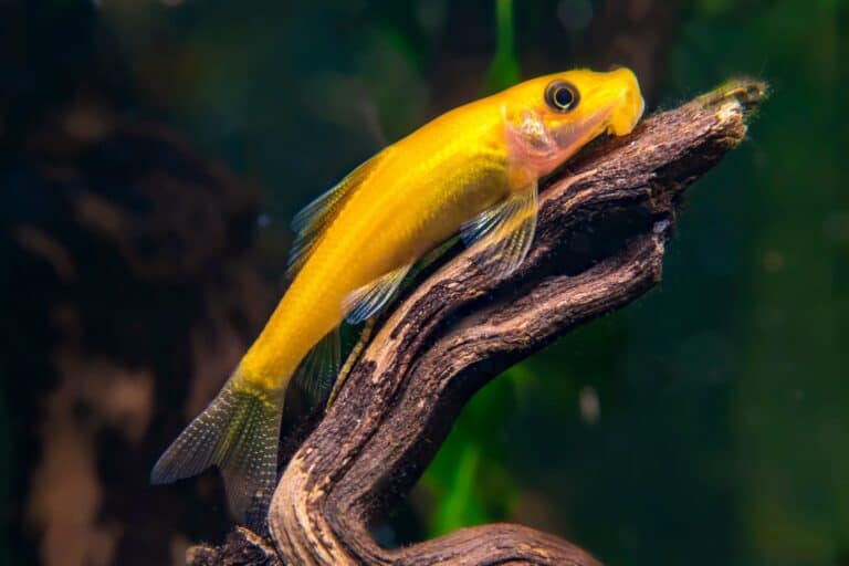 15 Types of Sucker Fish for Your Aquarium