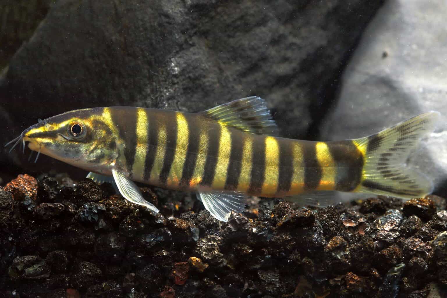 27 Most Popular Types of Fish With Legs