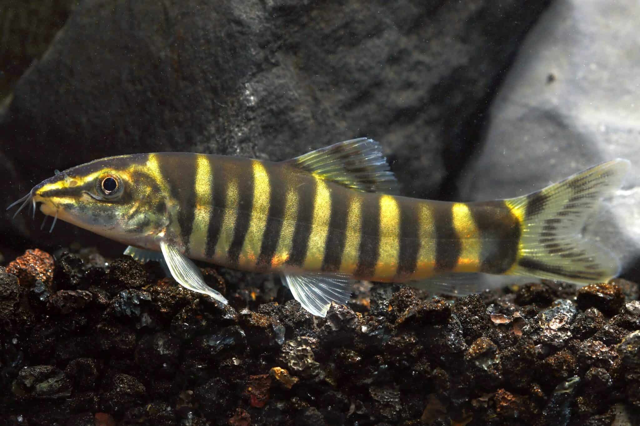 27 Most Popular Types of Fish With Legs