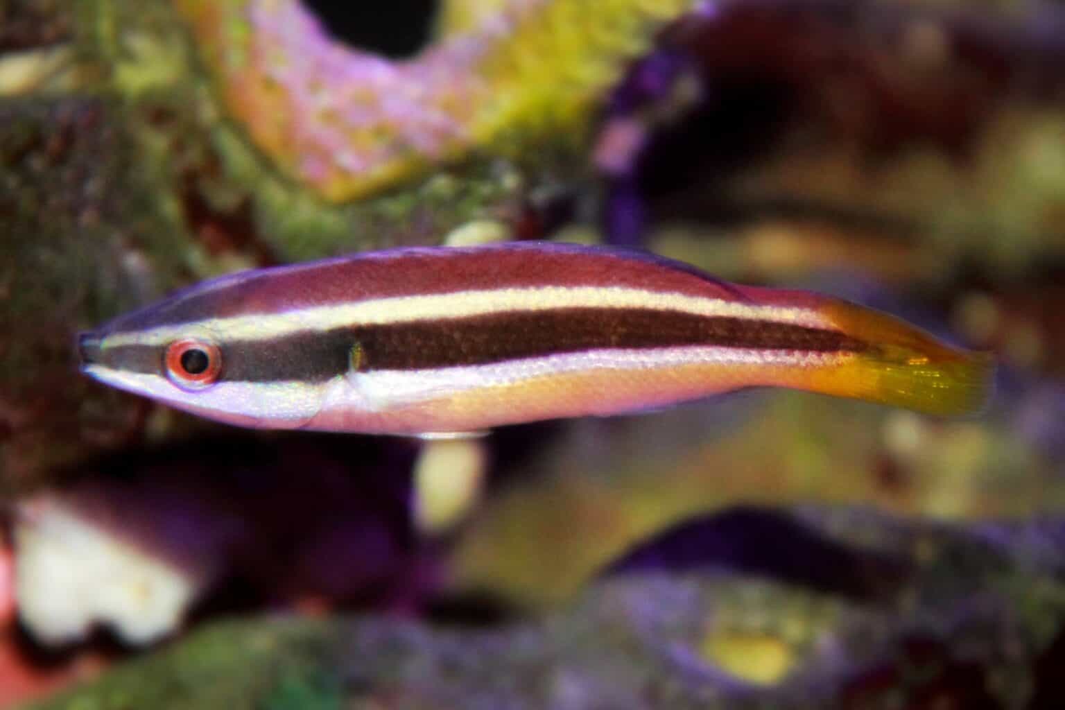 41 Most Popular Types of Saltwater Fish