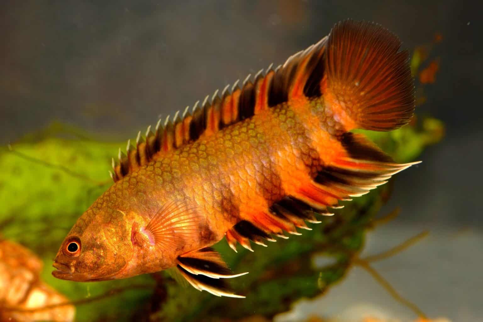 27 Most Popular Types of Fish With Legs