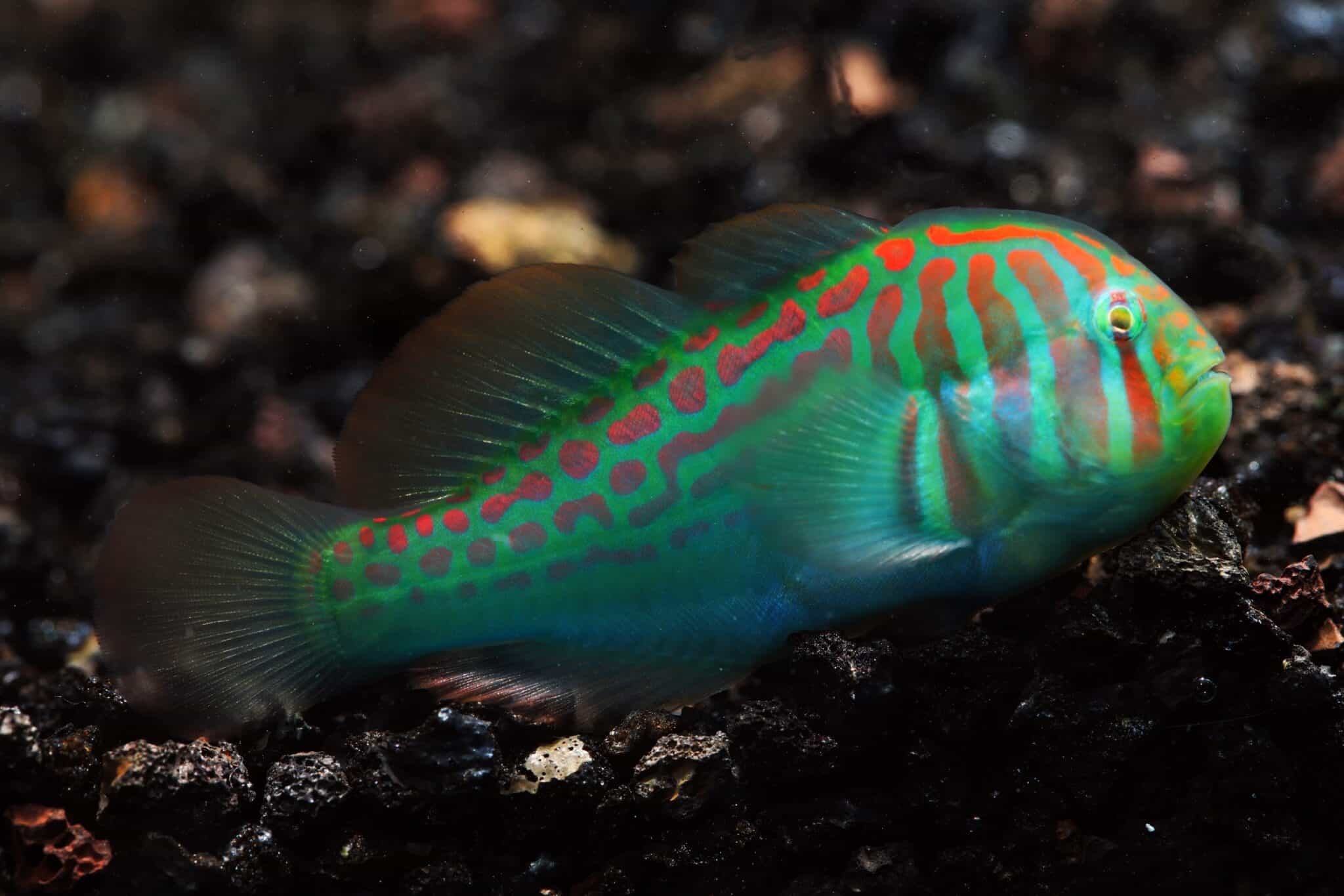 41 Most Popular Types of Saltwater Fish