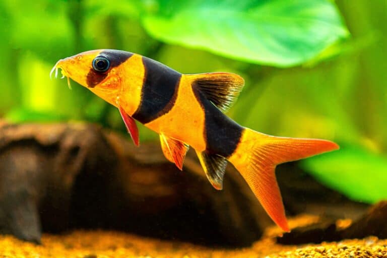 31 Best Schooling Fish for Your Aquarium