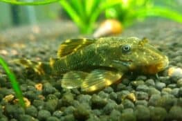 15 Types of Sucker Fish for Your Aquarium
