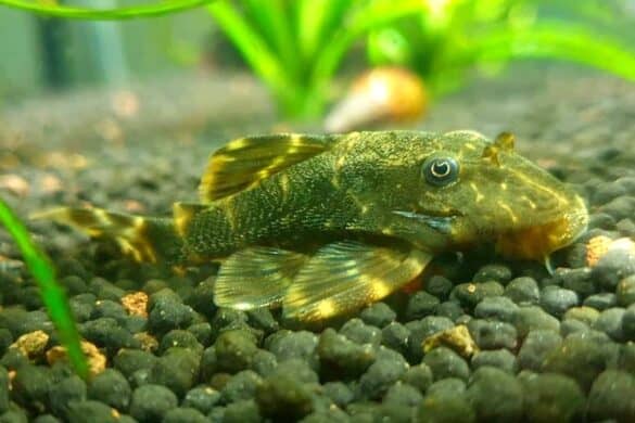 15 Types of Sucker Fish for Your Aquarium