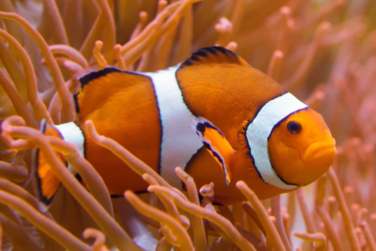 41 Most Popular Types of Saltwater Fish
