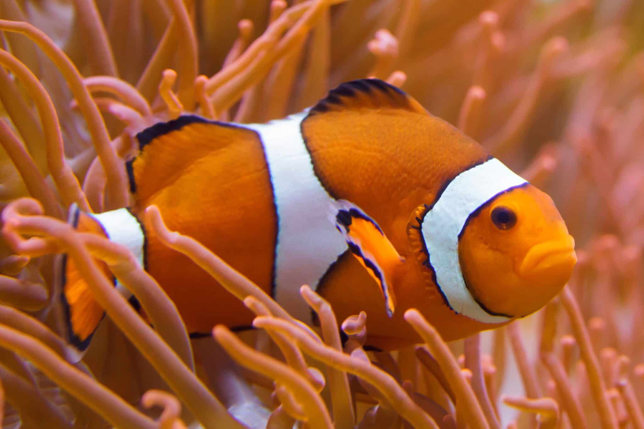 41 Most Popular Types of Saltwater Fish